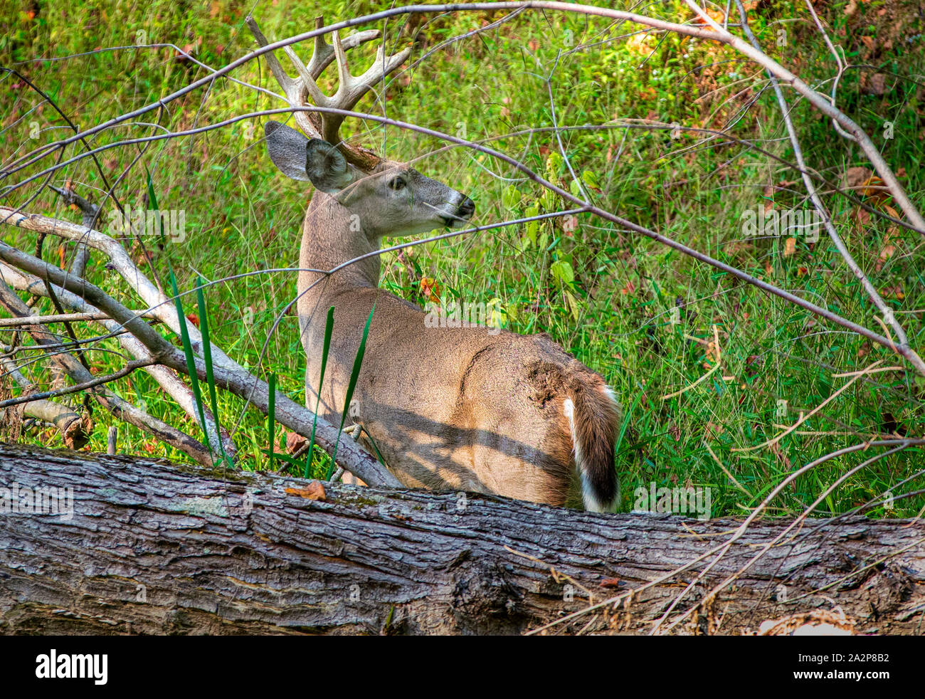 Looking around tree hi-res stock photography and images - Alamy