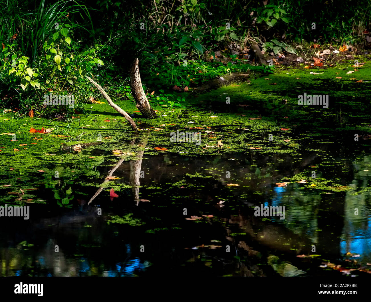 Swamp slime hi-res stock photography and images - Alamy