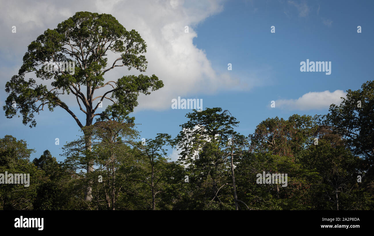 Canopy in the rainforest, Borneo Stock Photo - Alamy