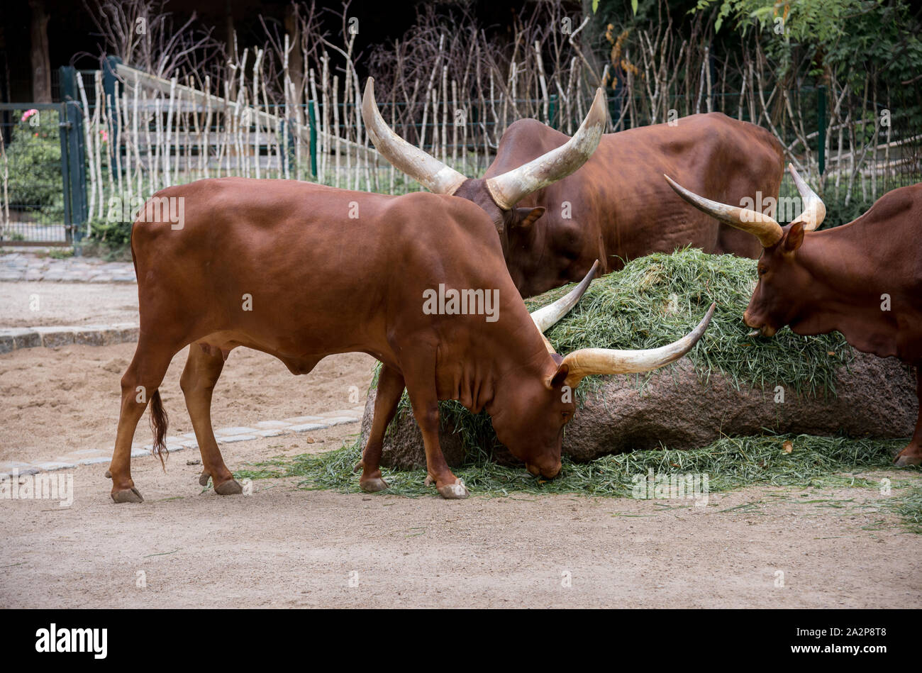Watusi tribe hi-res stock photography and images - Alamy