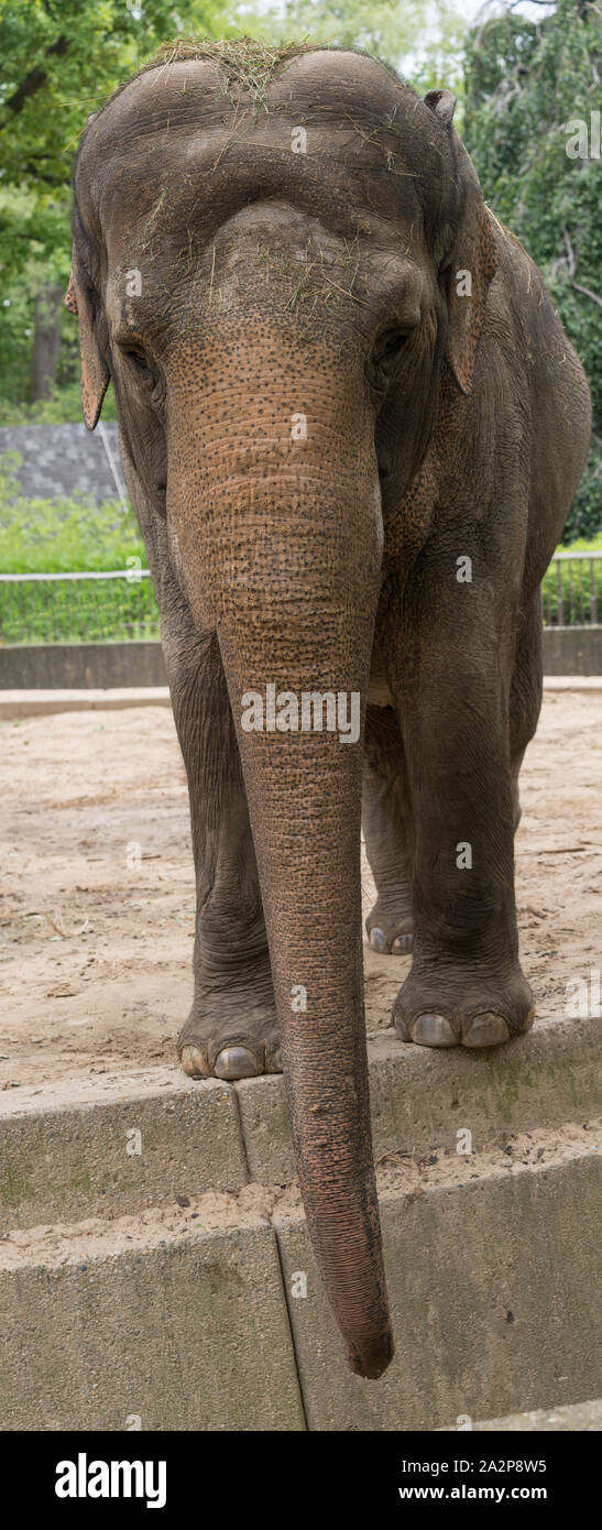 Big elephant at the Berlin zoo - Germany Stock Photo - Alamy