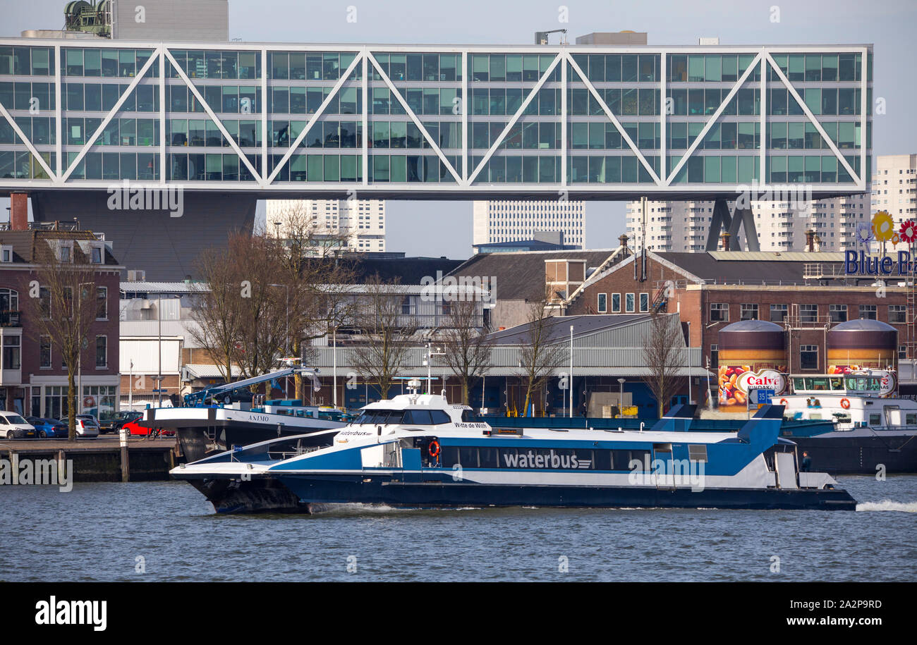 Rotterdam, Netherlands, the river Nieuwe Maas, water bus, public ...