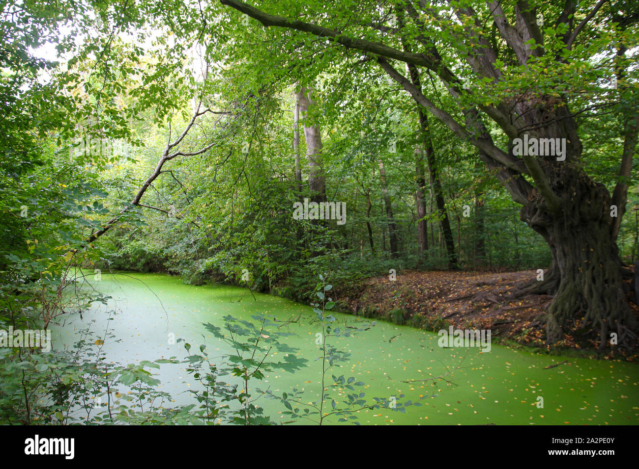 The Leipzig floodplain is one of the largest remaining floodplain ...