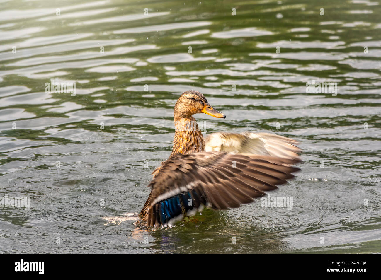 Mallard duck beak wide open hi-res stock photography and images - Alamy