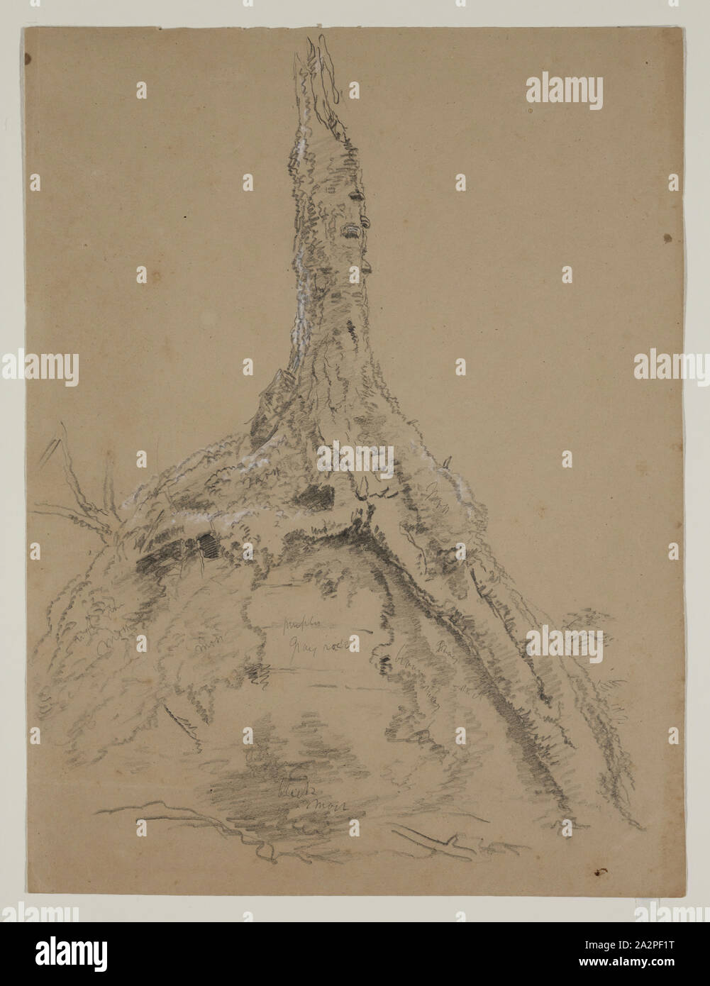 Pencil roots hi-res stock photography and images - Alamy