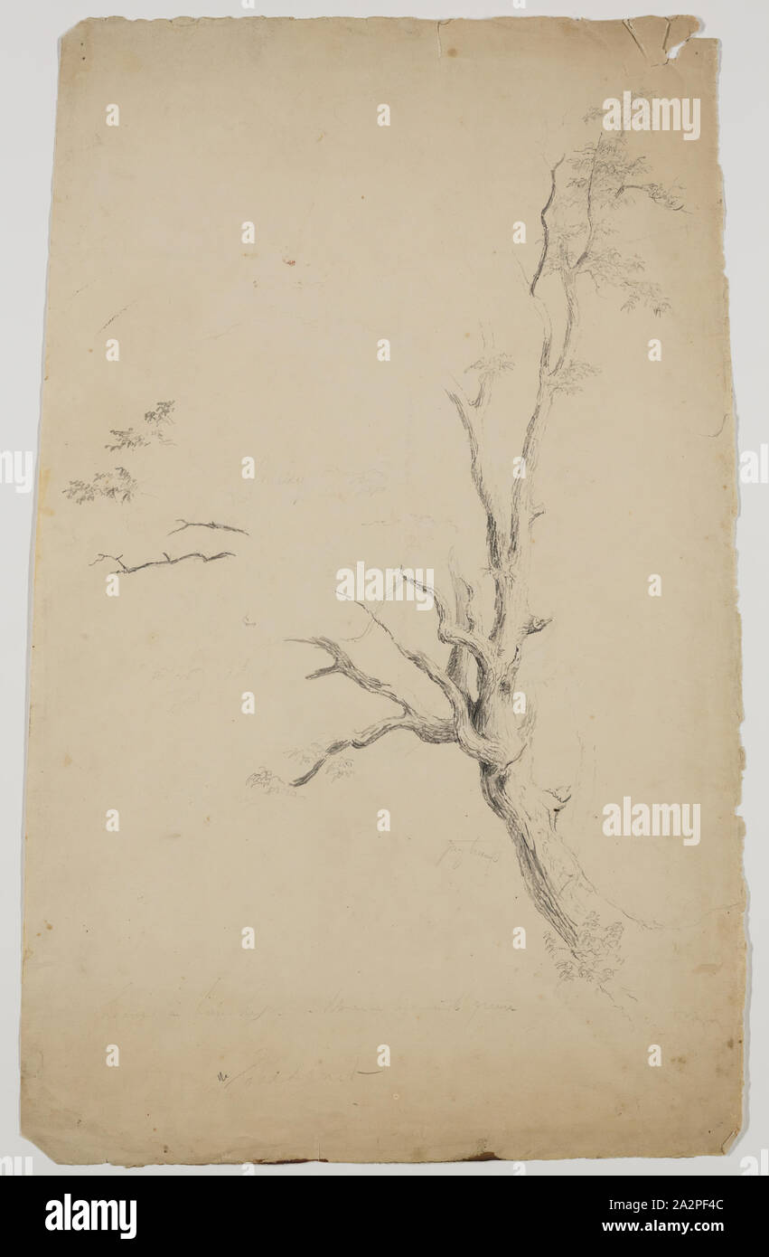 Thomas Cole, American, 1801-1848, Chestnut Tree, 19th century, graphite ...