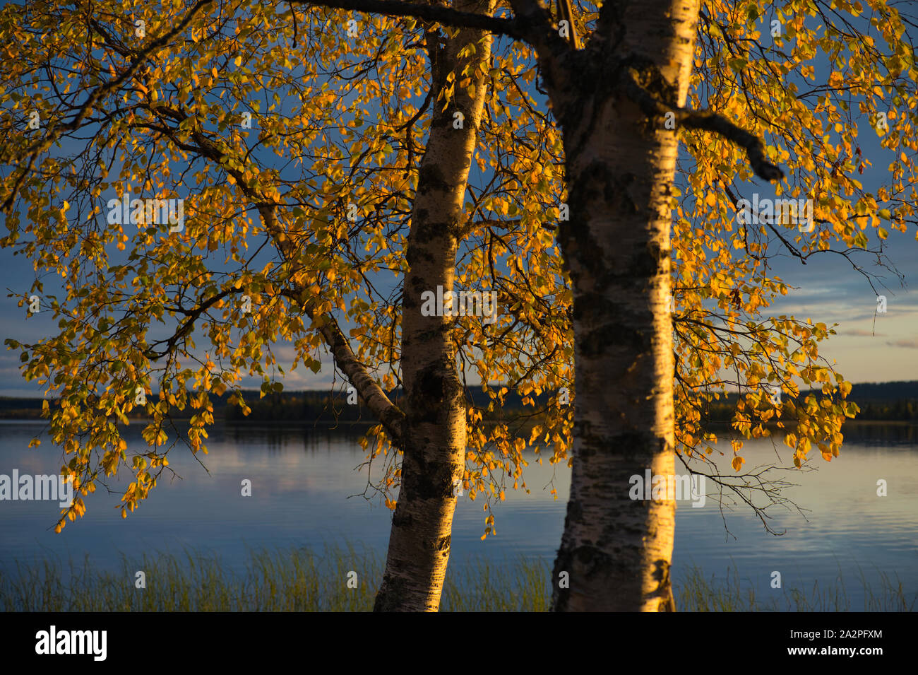 Autumn colours in Muonio, Lapland, Finland Stock Photo - Alamy