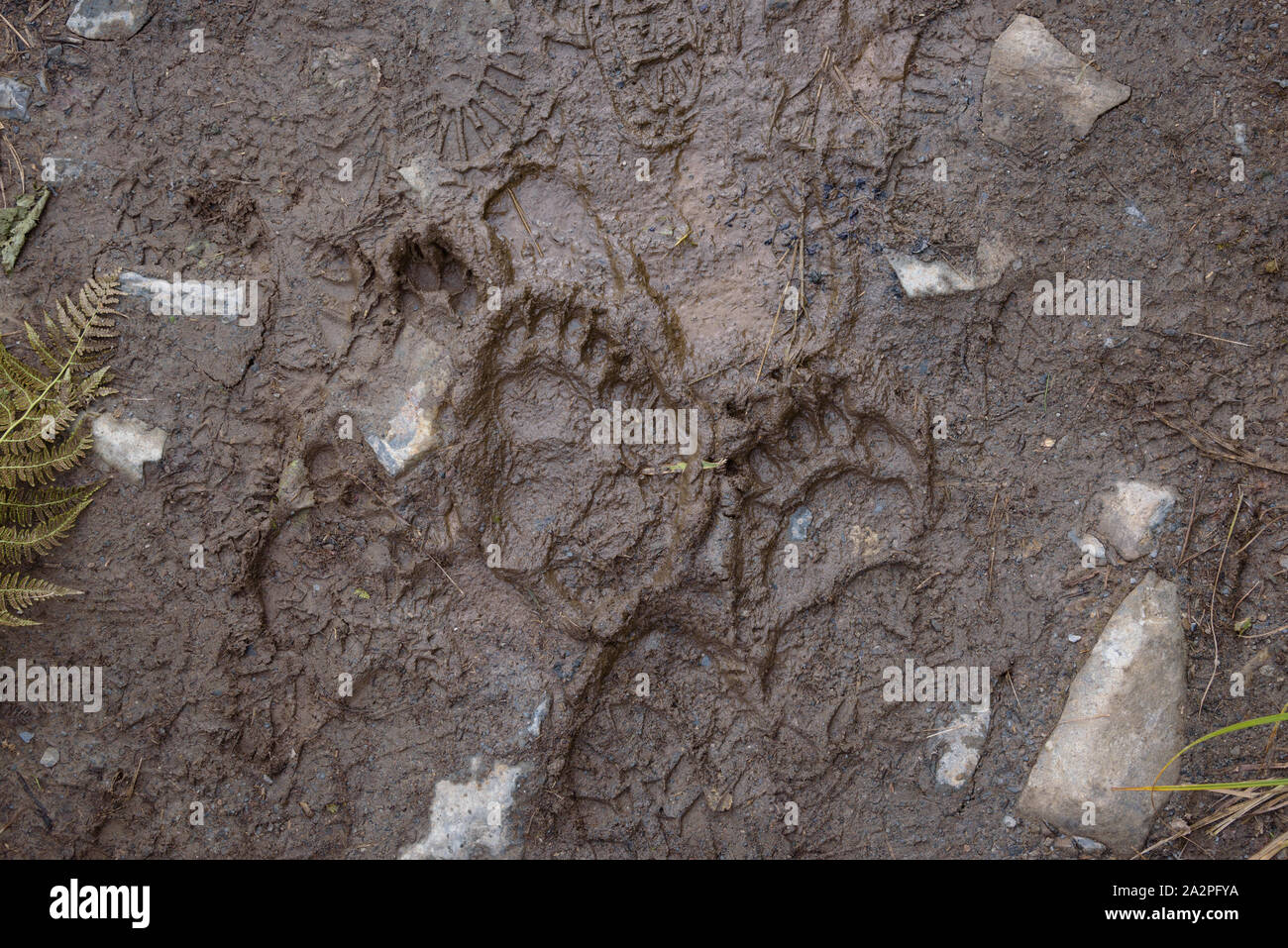 Bear footprint hi-res stock photography and images - Alamy