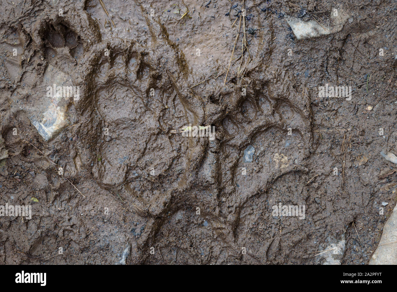 Bear footprint hi-res stock photography and images - Alamy