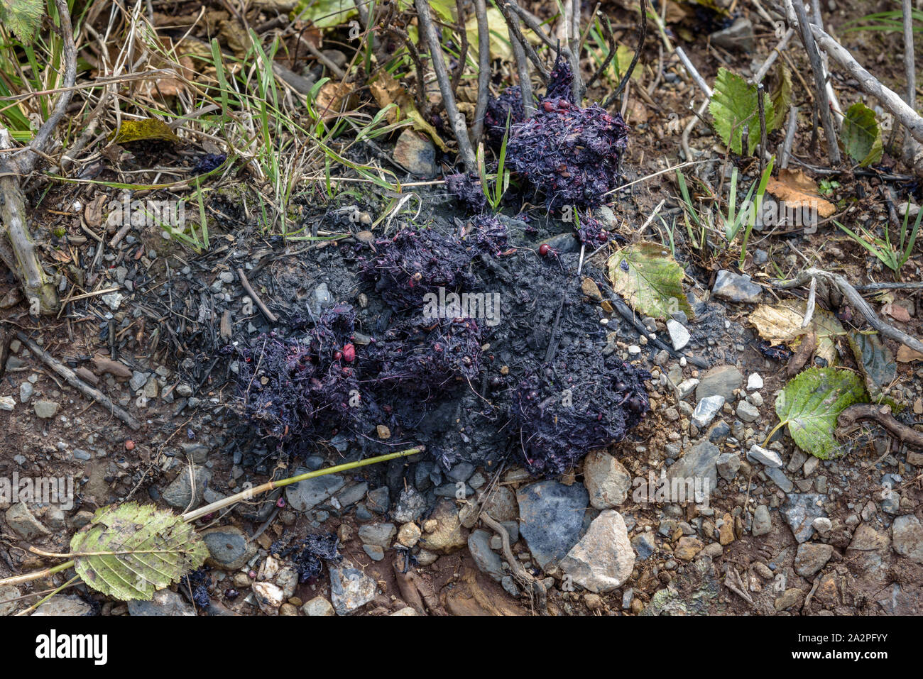 A big pile of black bear scat on hiking trail with berry seeds, Exit ...