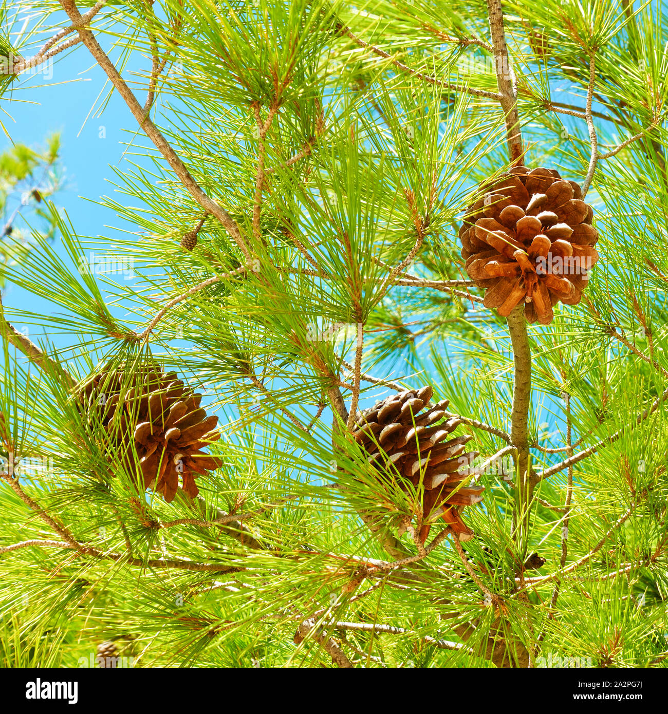 Cone of stone pine hi-res stock photography and images - Alamy