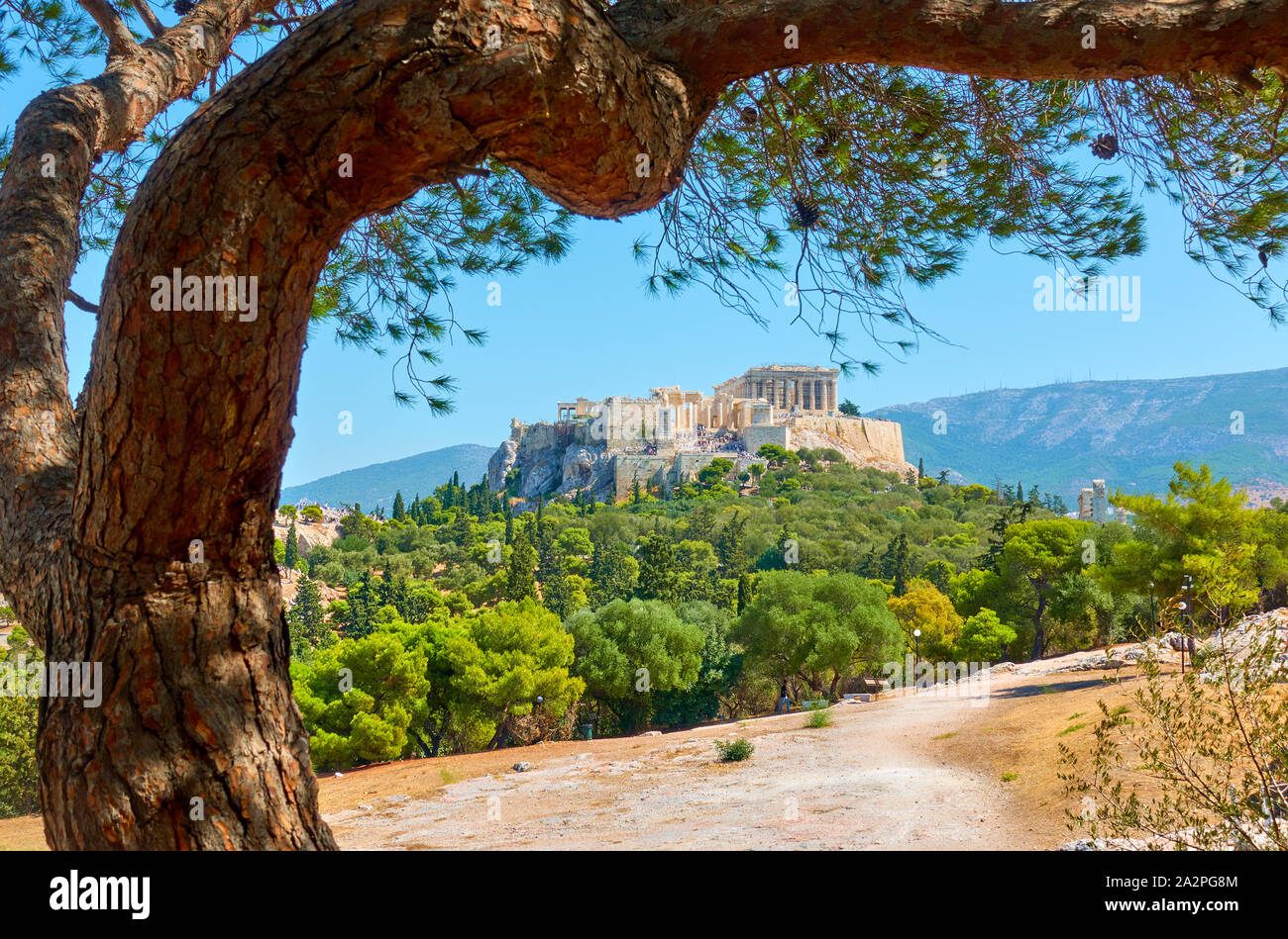 Hill of pine trees hi-res stock photography and images - Alamy