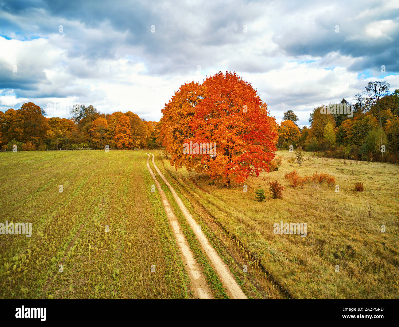 Autumn rural scene. Old park with red maples trees, agriculture field ...