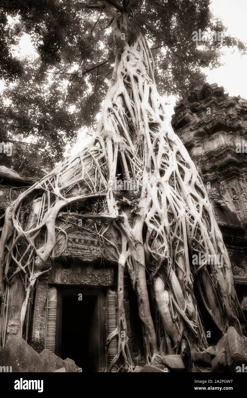 Parasite tree hi-res stock photography and images - Alamy