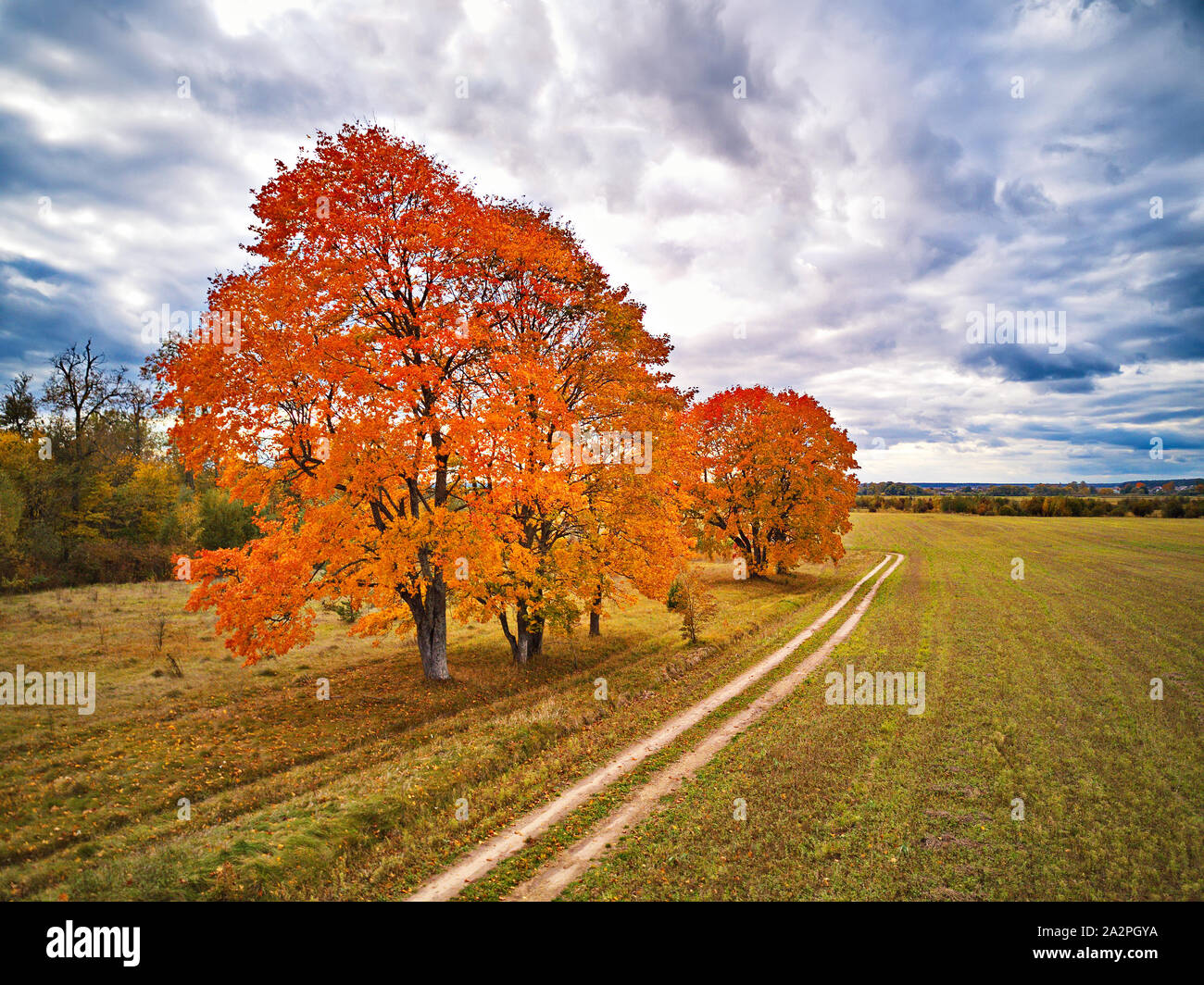 Autumn rural scene. Old park with red maples trees, agriculture field ...