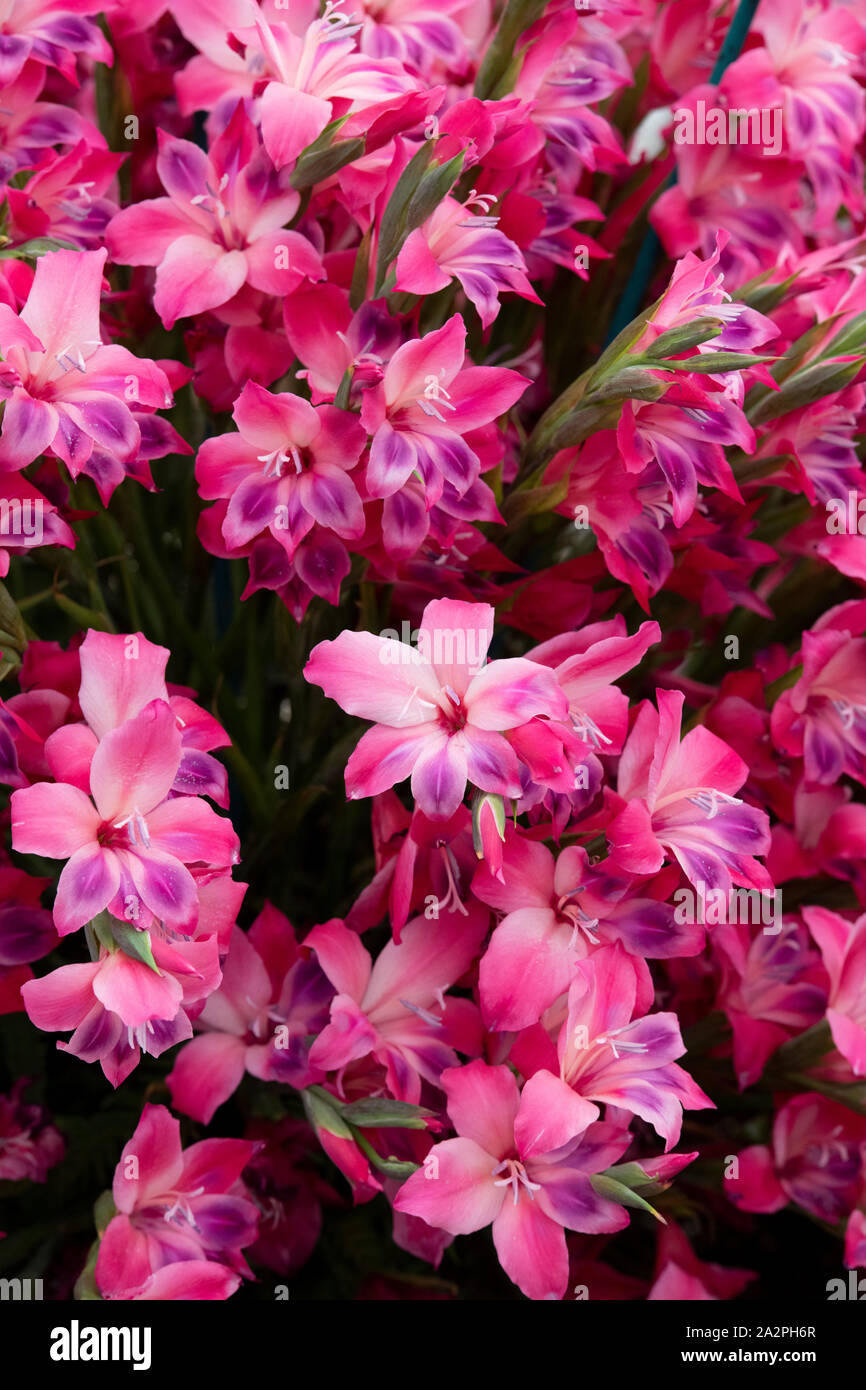 Gladiolus. Gladioli ‘Vulcano' flowers on a floral display at a flower ...
