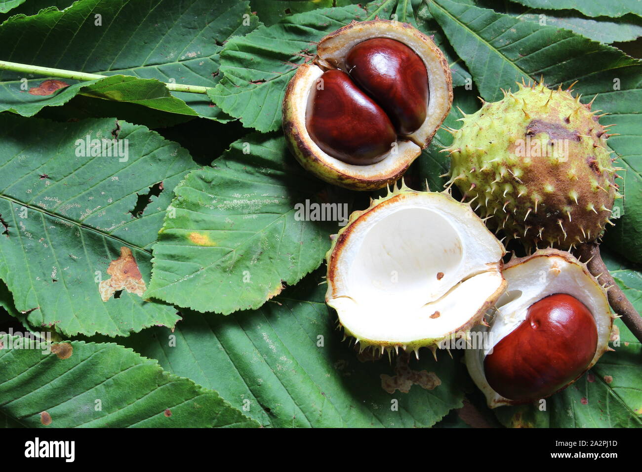 Close up of partially open and still closed chestnuts on the right side ...