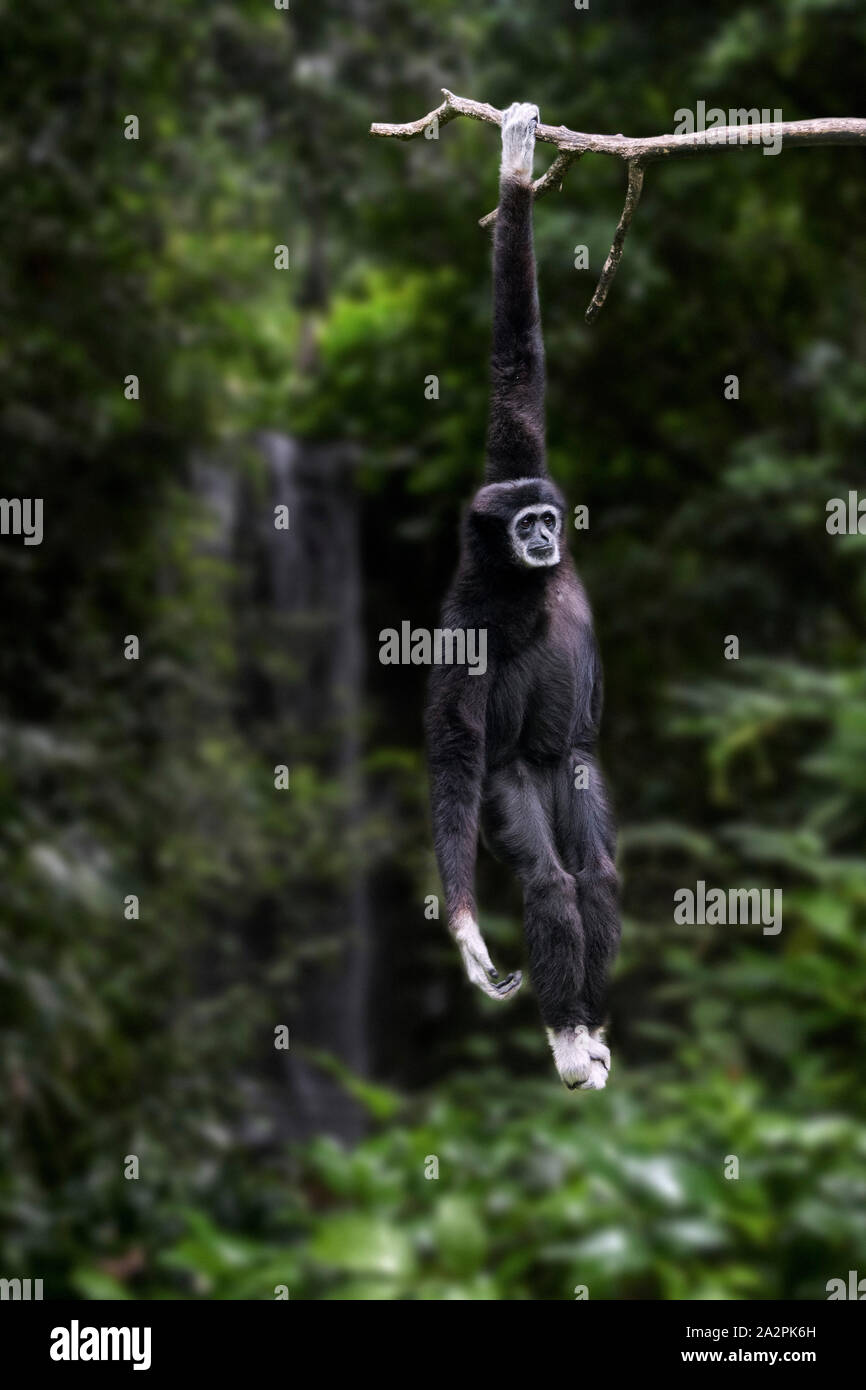 Lar gibbon / white-handed gibbon (Hylobates lar) native to Indonesia ...