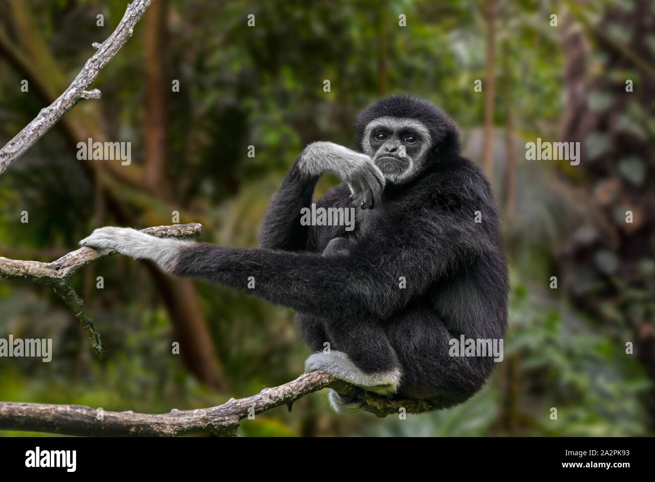 Lar gibbon / white-handed gibbon (Hylobates lar) native to Indonesia ...
