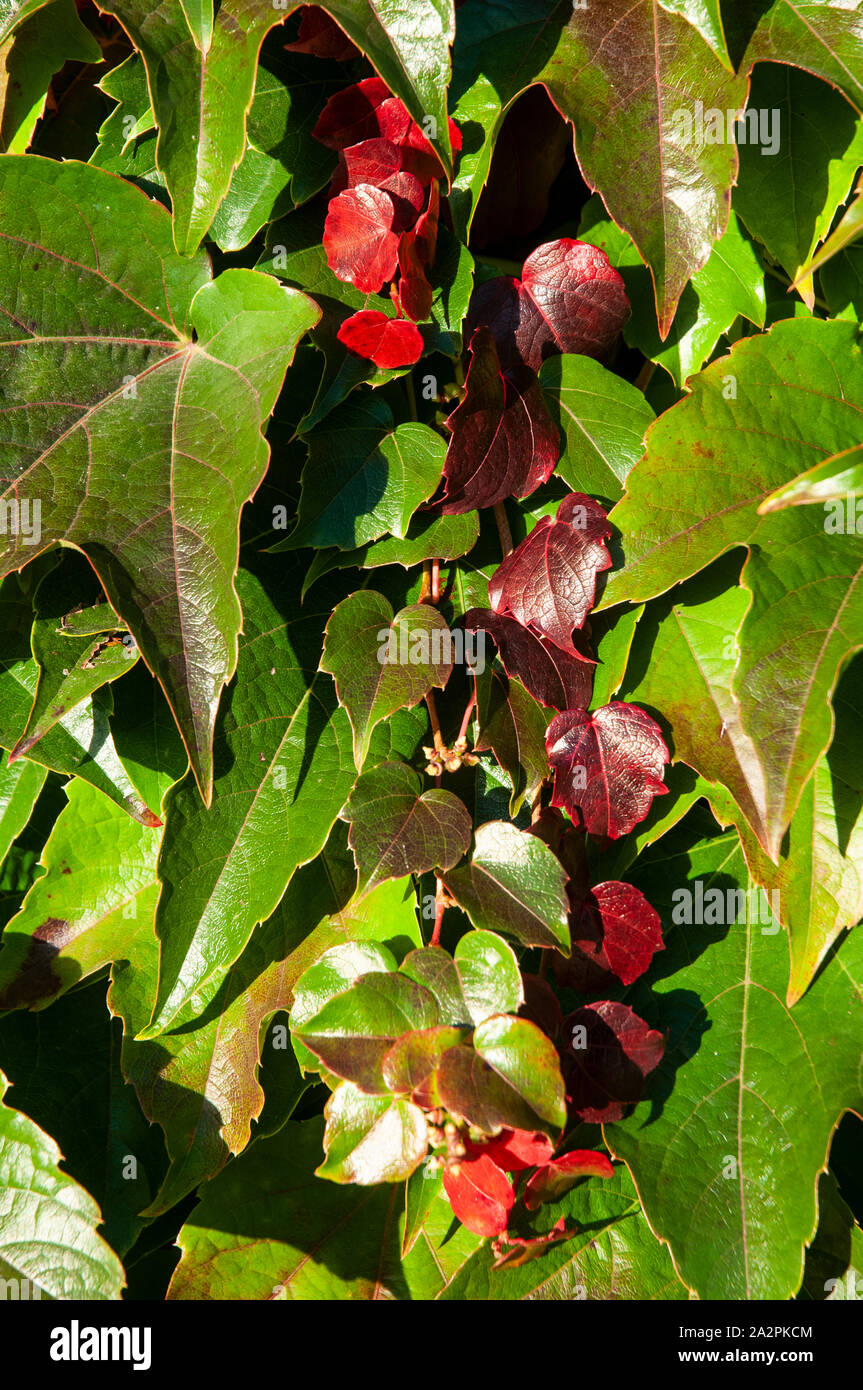 close-up of a climbing vine plant at garden wall in autumn leaf colors ...