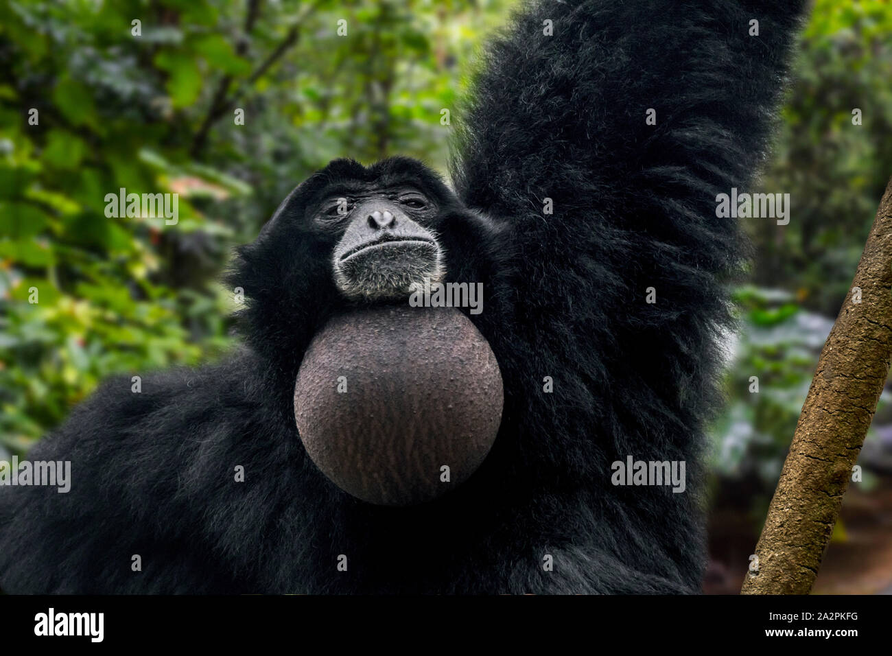 Siamang (Symphalangus syndactylus) with throat sac inflated, arboreal ...