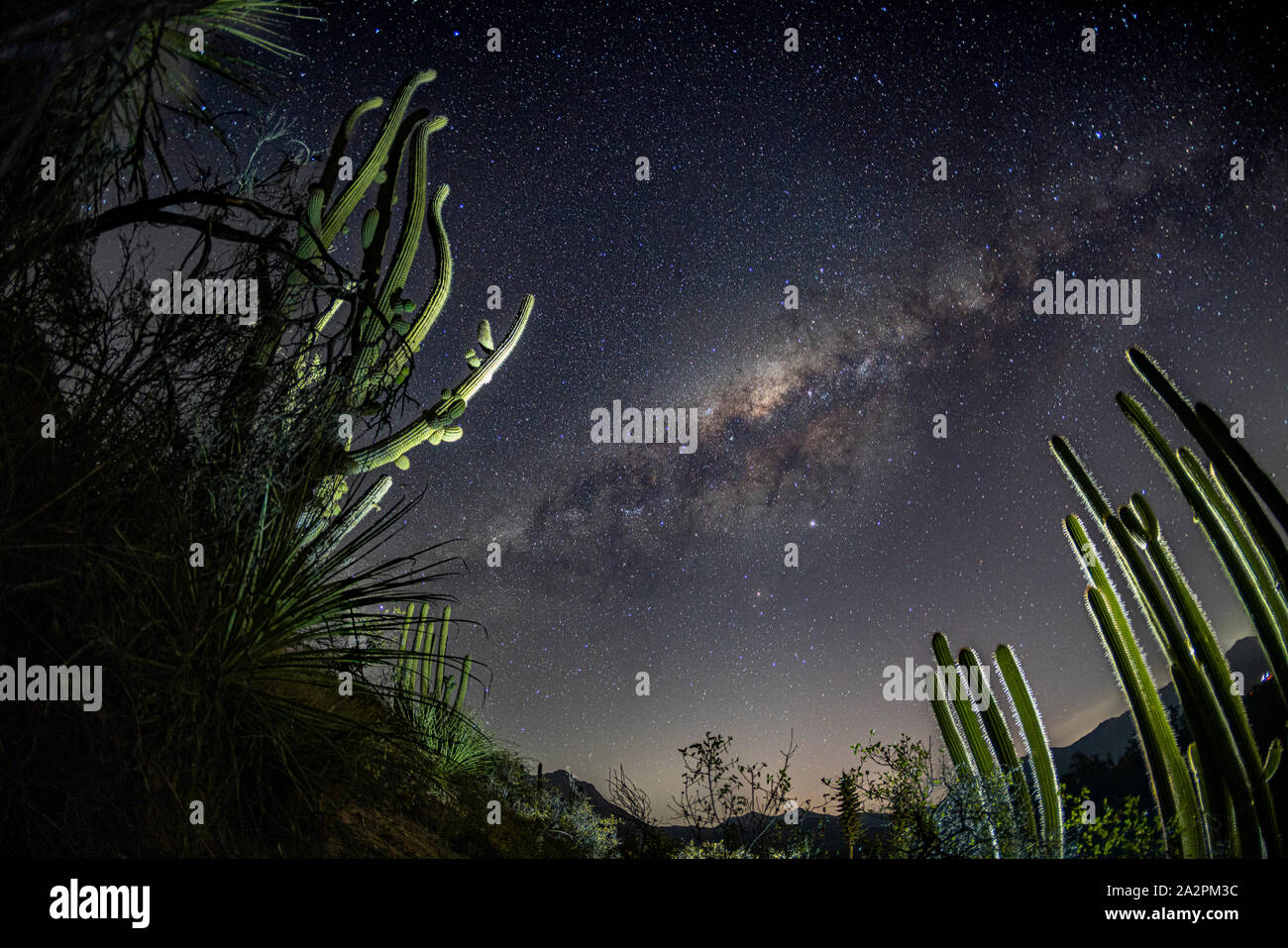 Quisco cactus with the Milky Way galaxy in the background in Chile ...