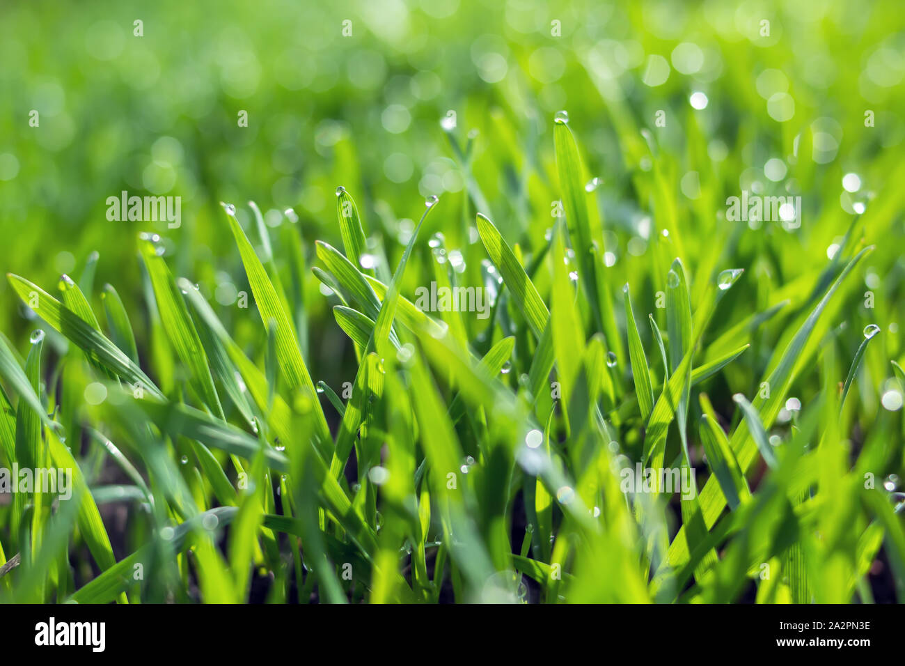 Young wheat seedlings growing in a soil. Agriculture and agronomy theme ...
