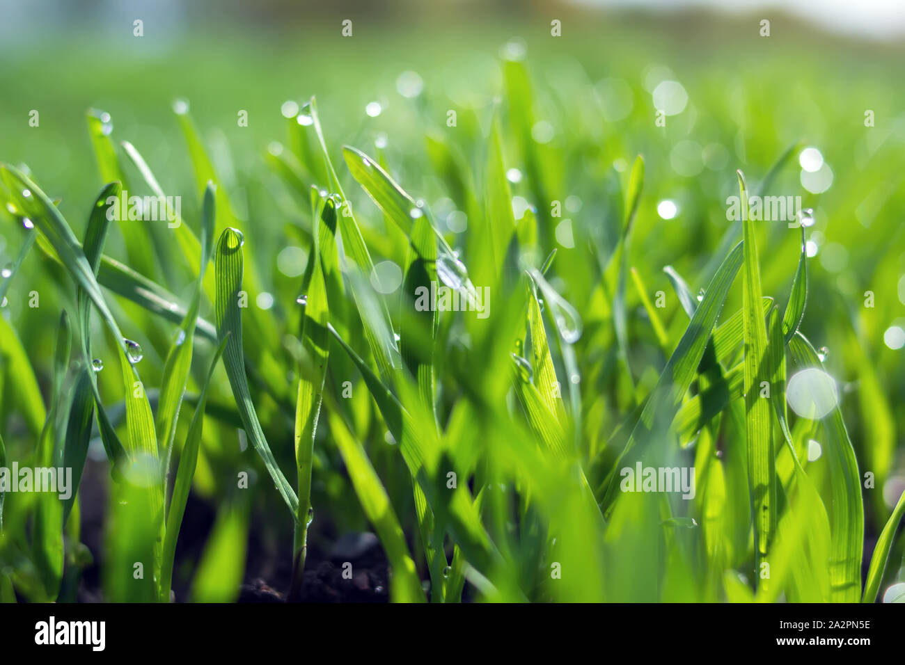 Young wheat seedlings growing in a soil. Agriculture and agronomy theme ...