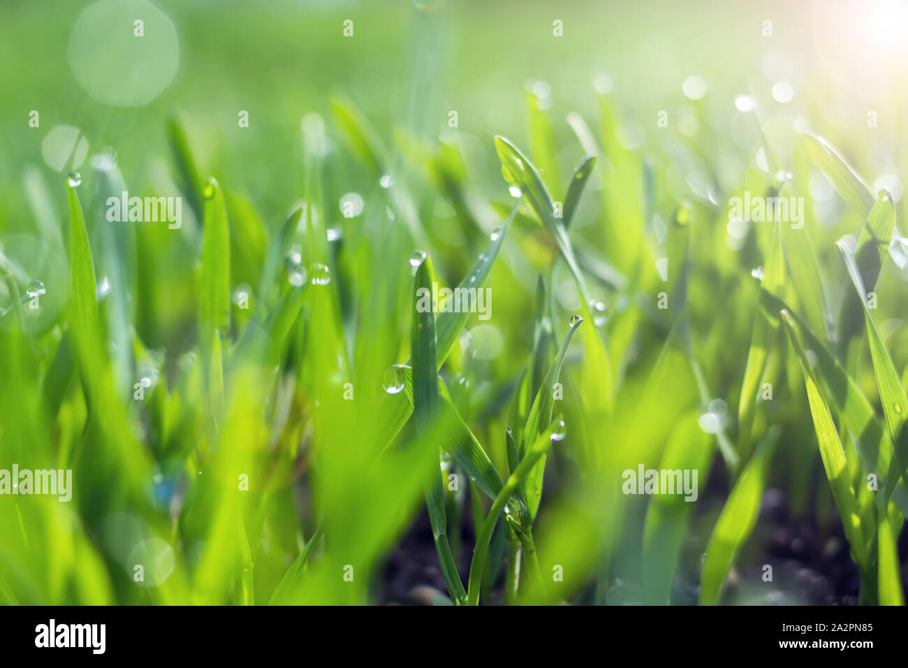 Young wheat seedlings growing in a soil. Agriculture and agronomy theme ...