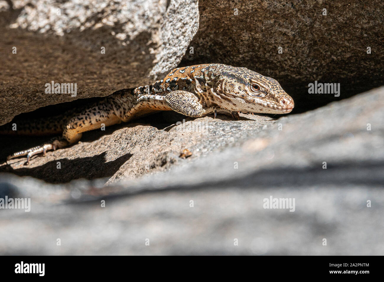 Iguana in natural habitat hi-res stock photography and images - Alamy