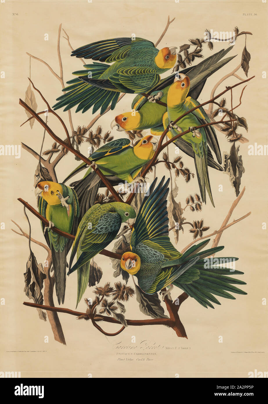 Engraving and etching hi-res stock photography and images - Alamy