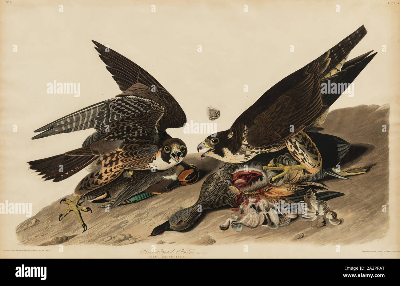 Great-Footed Hawk, 1827, engraving, etching and aquatint printed in ...