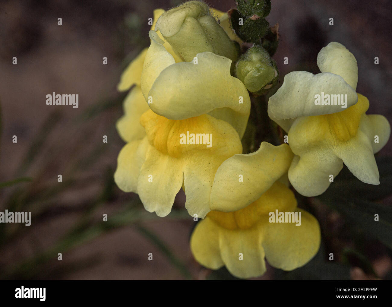 Macro photography. Yellow flower Stock Photo - Alamy