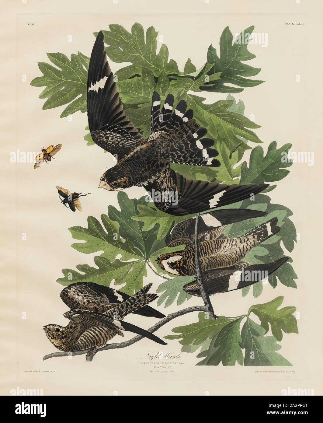 1832 engraving hi-res stock photography and images - Alamy