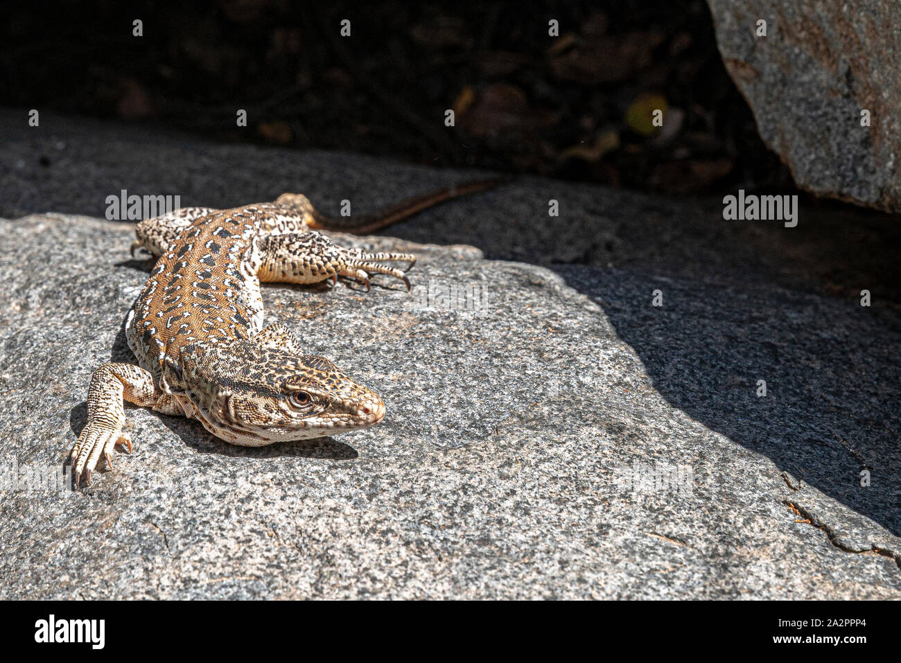 Iguana in natural habitat hi-res stock photography and images - Alamy