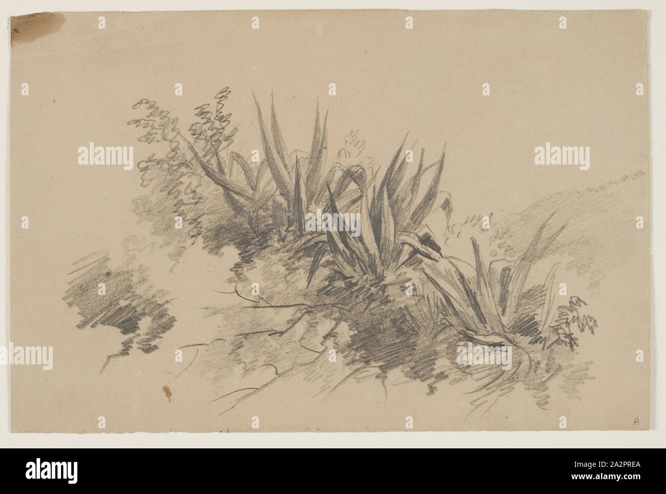 Spiky plant hi-res stock photography and images - Alamy