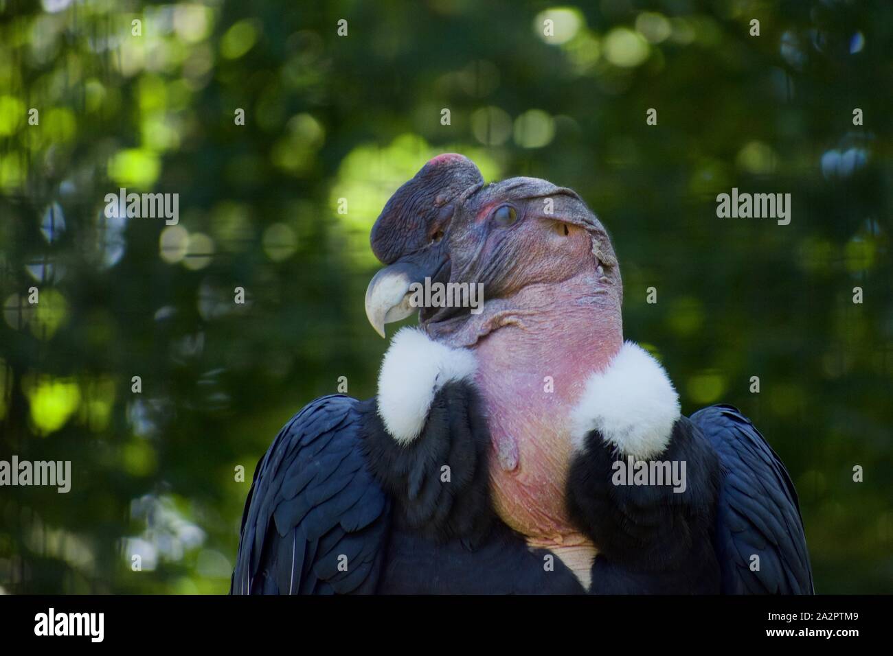 Male Andean Condor up close head and shoulders against a green ...