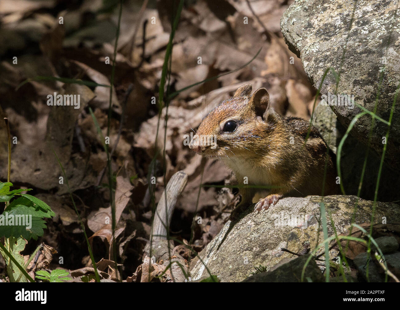 Chipmunk Foraging for Seeds Stock Photo - Alamy