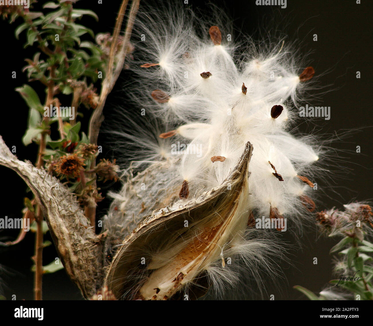 Milkweed in water hi-res stock photography and images - Alamy