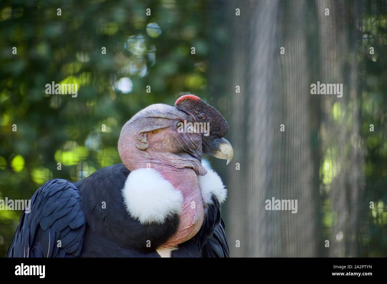 Male Andean Condor up close head and shoulders against a green ...