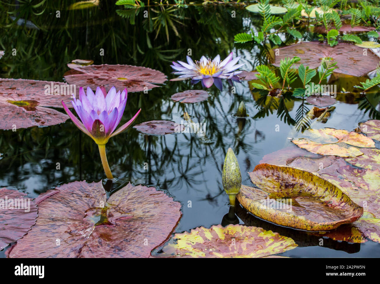 Friday night in missou hi-res stock photography and images - Alamy