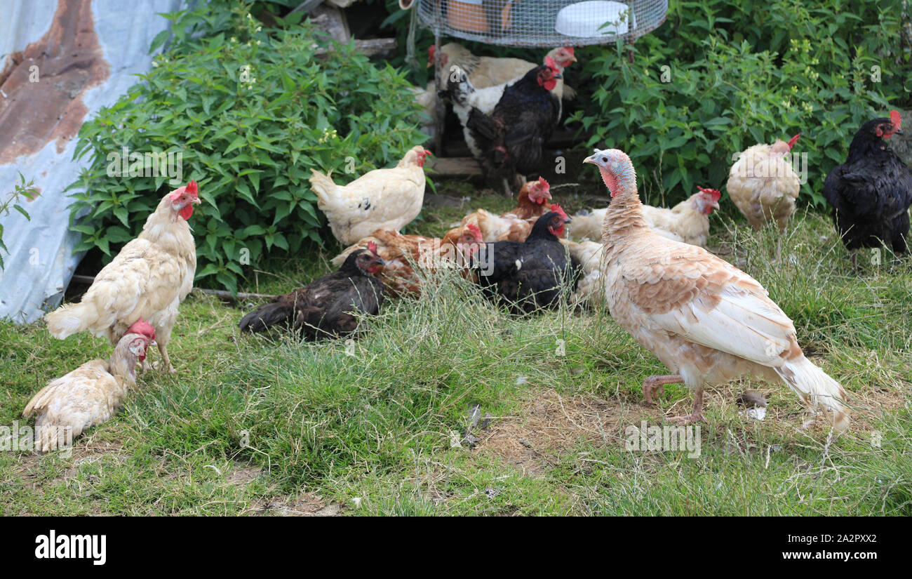 many chickens and fowl in the henhouse of the farm Stock Photo - Alamy