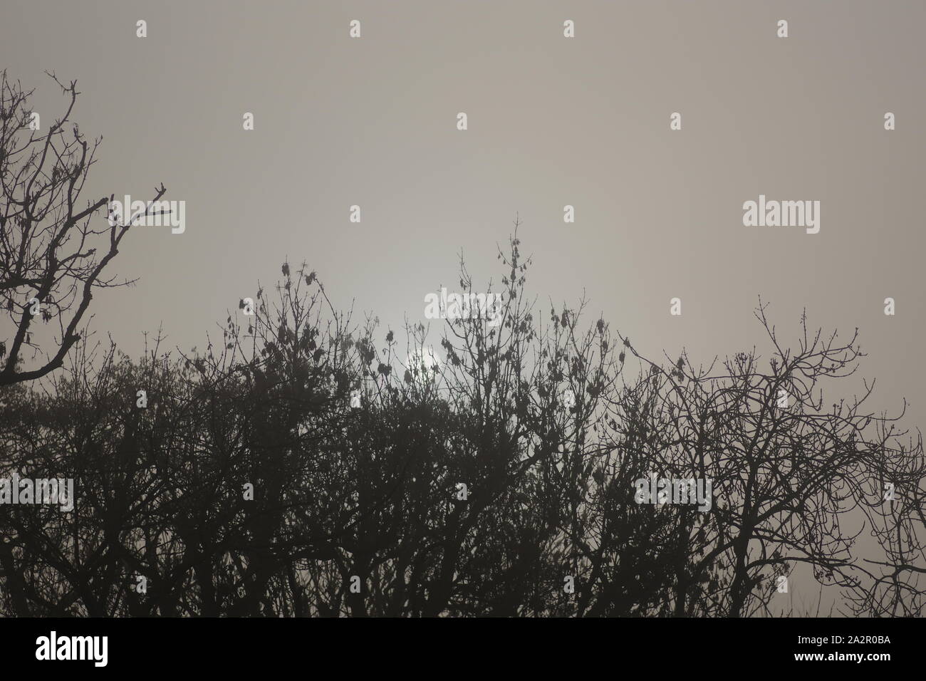 Silhouetted Leafless Hedge Row and Sycamore Trees on a Misty Winters ...