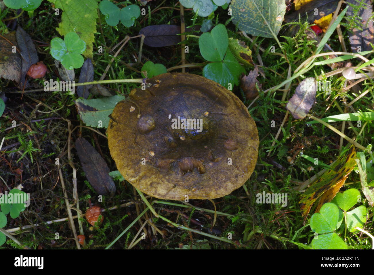 Macro photos of Fungus Fungi L⁠actarius necator in a Norwegian forest ...