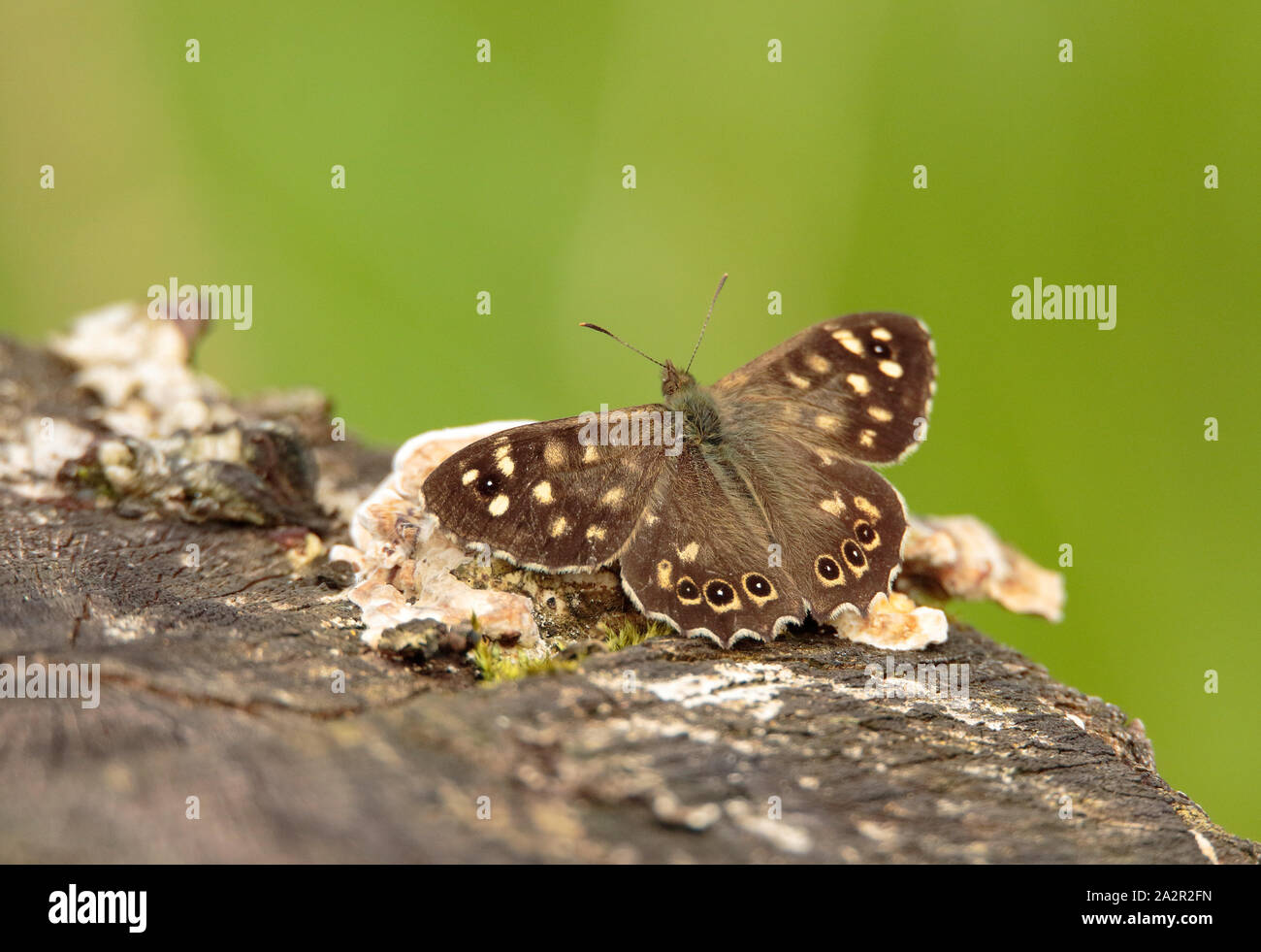 Spiracle butterfly hi-res stock photography and images - Alamy