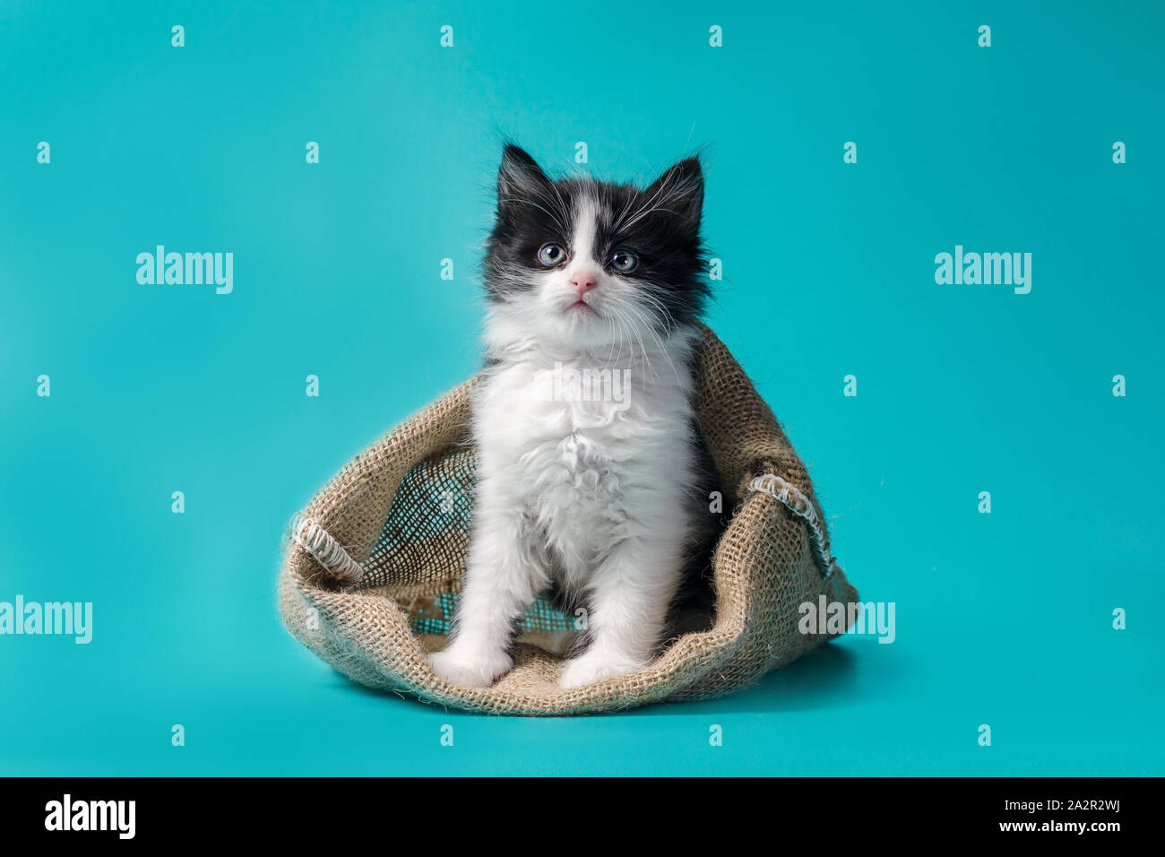 cat in a sack turquoise background Stock Photo - Alamy