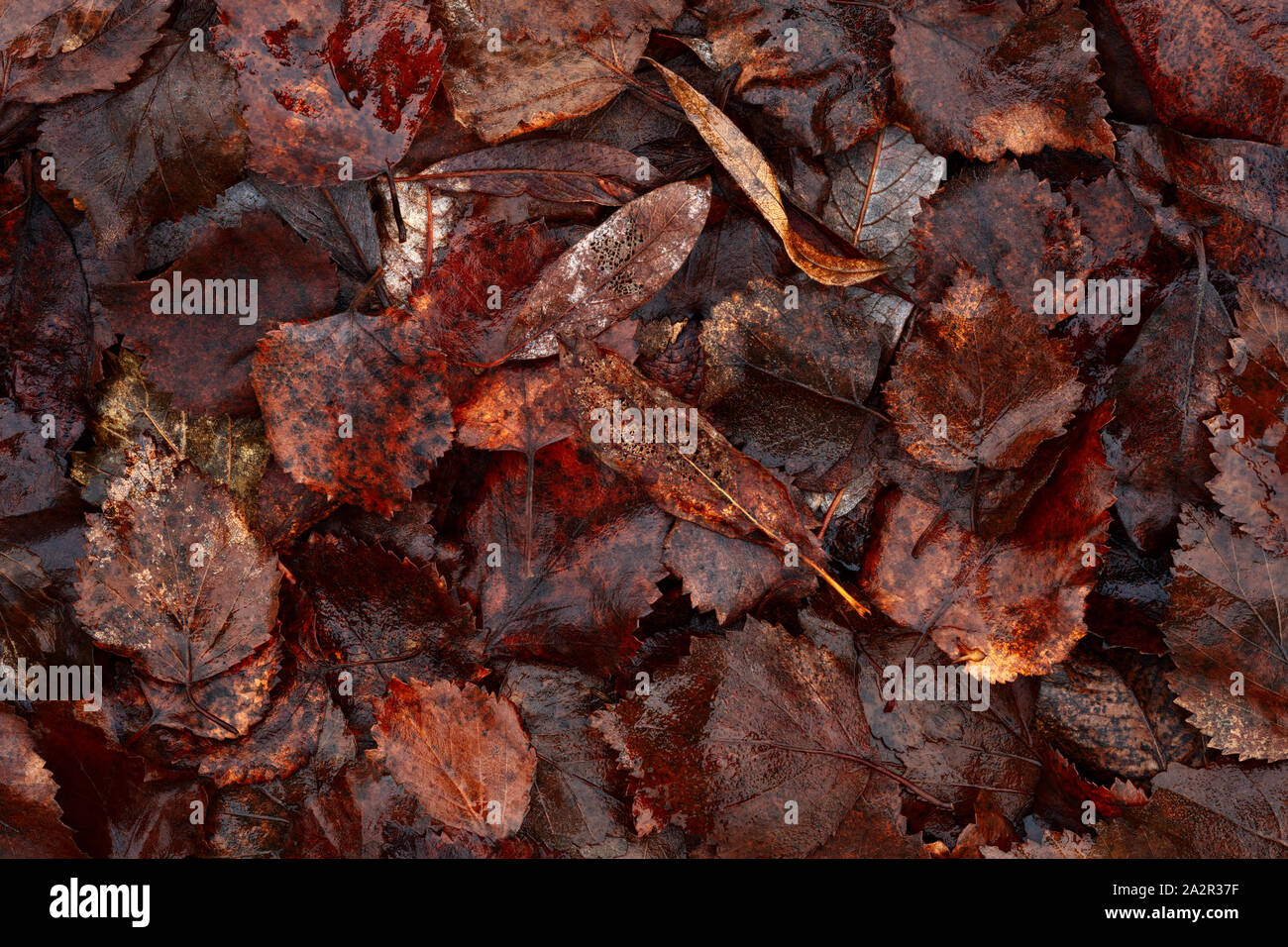 Deep red fall foliage hi-res stock photography and images - Alamy