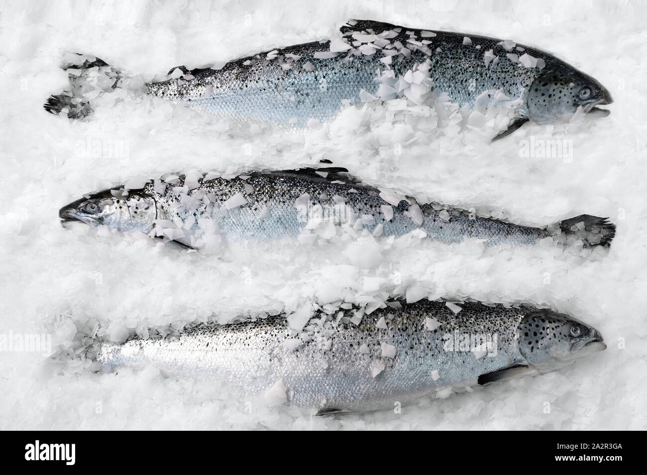 Fresh Norwegian salmon on ice in supermarket Stock Photo - Alamy