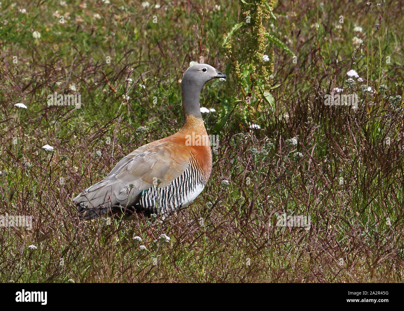 Ashy-headed Goose (Chloephaga poliocephala) adult standing in meadow ...