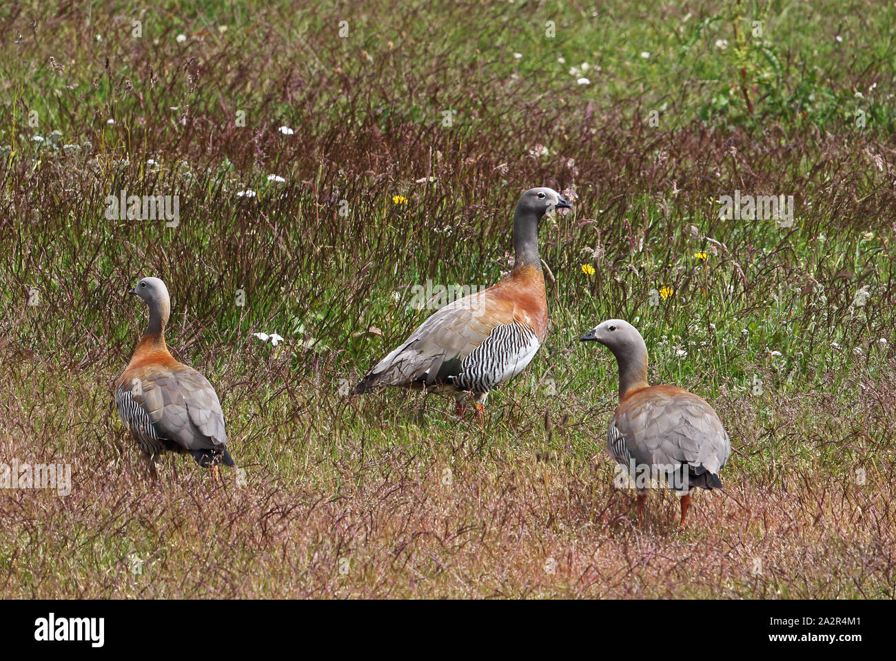Ashy-headed Goose (Chloephaga poliocephala) three adults standing in ...